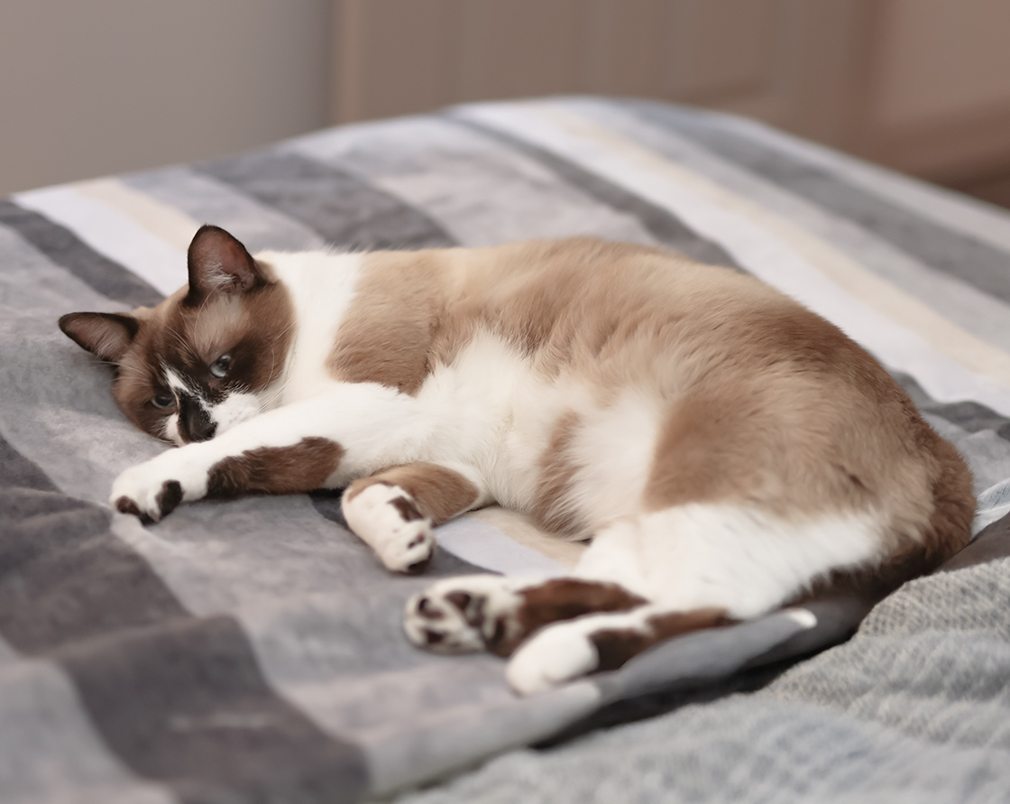 Amenities – Explore Life at Princess Gardens